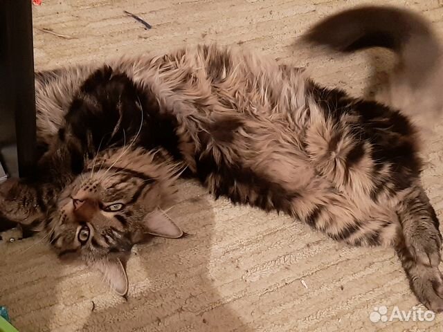 Мейн-кун красавец. Чемпион