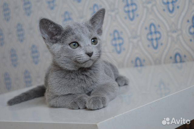 Котята русской голубой