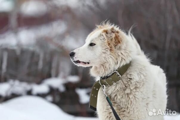 Отдам в добрые руки