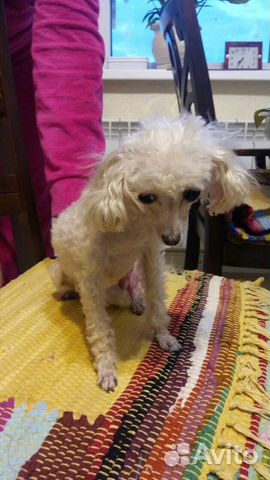 Продам мини Той пуделя