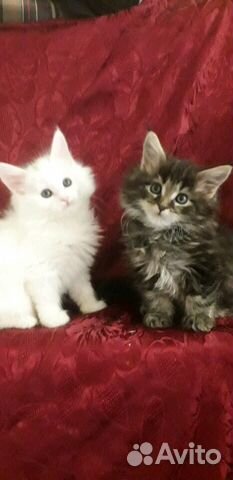 Кунятки шокаладки мармеладки