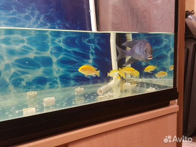 Цихлида Еллоу