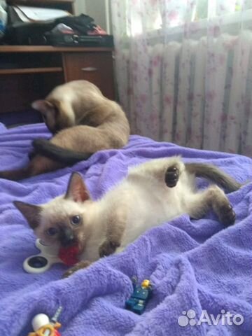 Сиамские котята