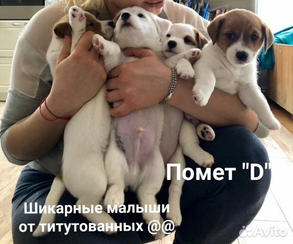 Щенки Джек Рассел терьер