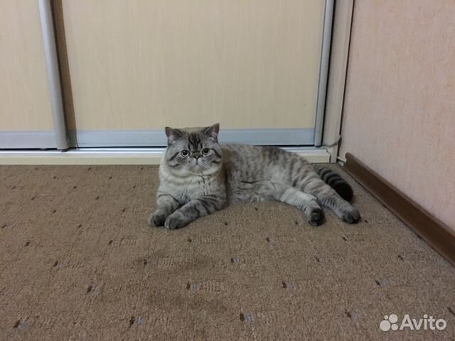 Вязка экзотик