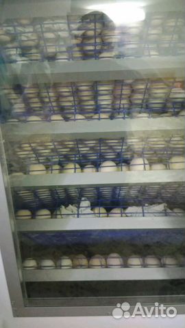 Цыплята суточные бройлеров рос308 Венгрия