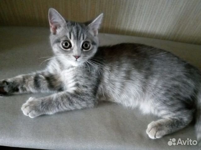 Котик-шотландец