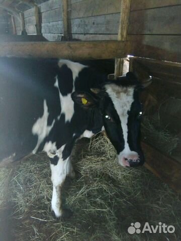 Телочки голштинки