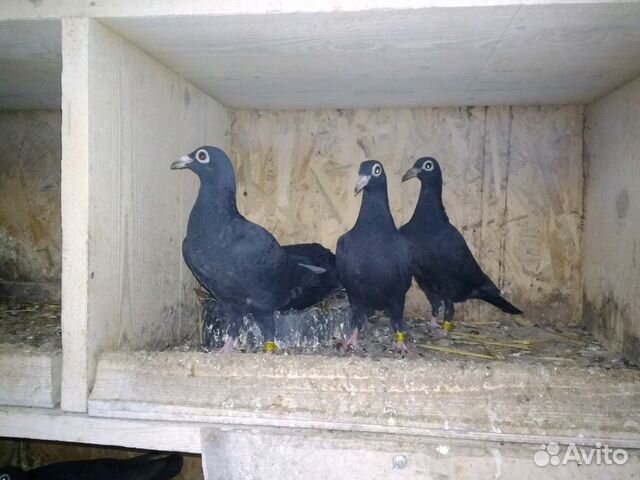 Голубь Дракон Черный