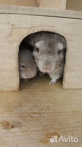 Семья шиншилл