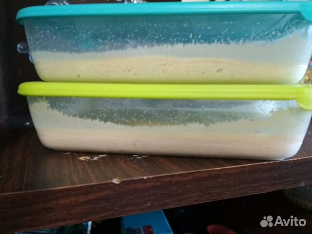 Нематода (уксусная угрица)