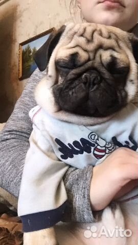 Мопс ищет невесту