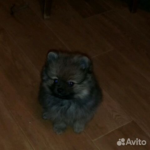 Маленький малышка шпицулька