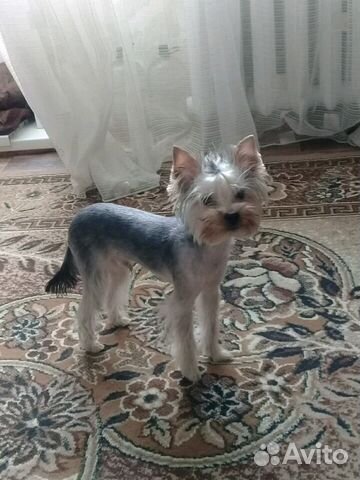 Йоркширский терьер