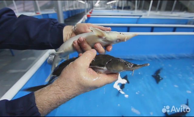 Рыбопосадочный материал