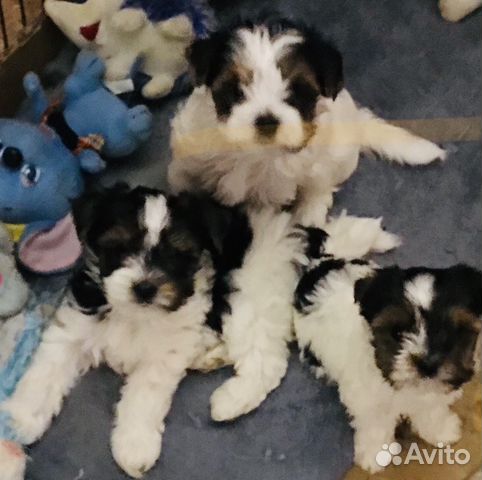 Очаровательные малыши биверйорки