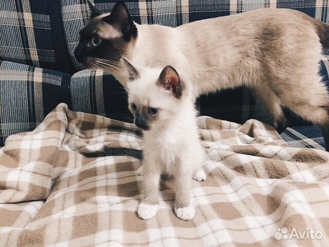 Тайский котенок (девочка)