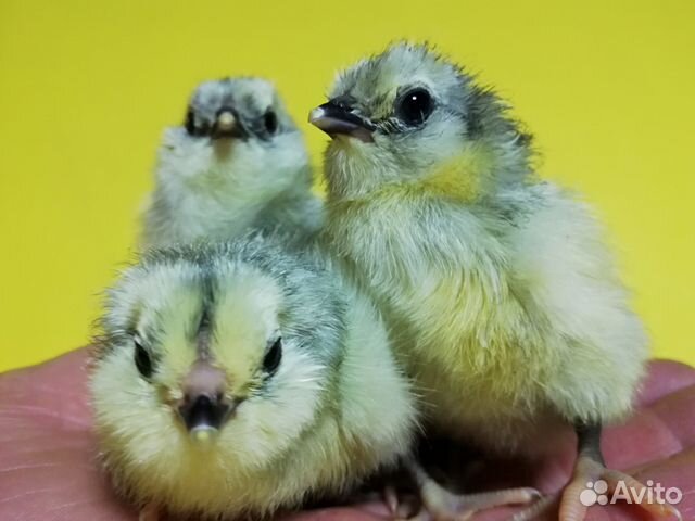 Барневельдеры 3 окраса, Виандоты Орпингтоны Малины