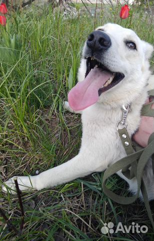 Девочка-снежинка в добрые руки