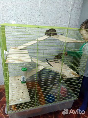 Белочки Дегу