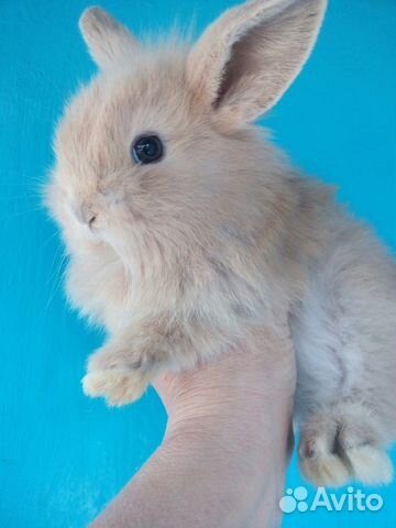 Миниферма карликовых декоративных кроликов "Лапик"