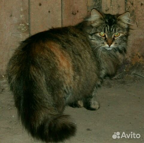 Кошка