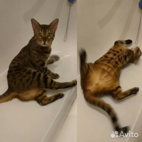 Продам бенгальскую кошку