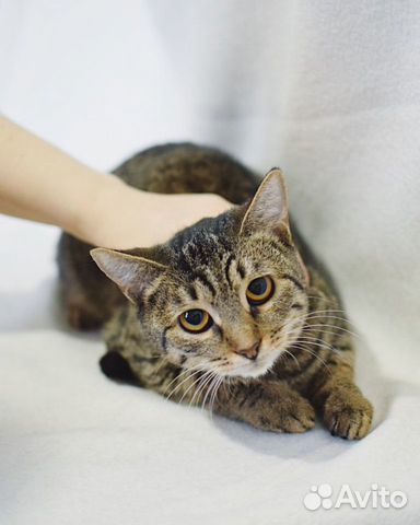 Полосатая кошечка Ириска 1,5 годика в добрые руки