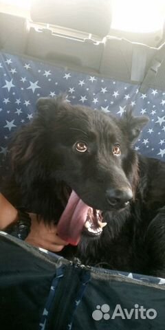 Крупный добрый молодой парень в дом