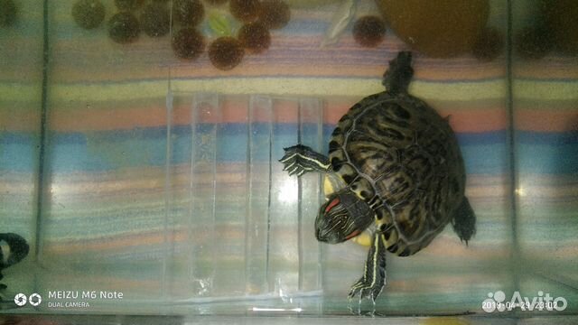 Красноухая Черепаха