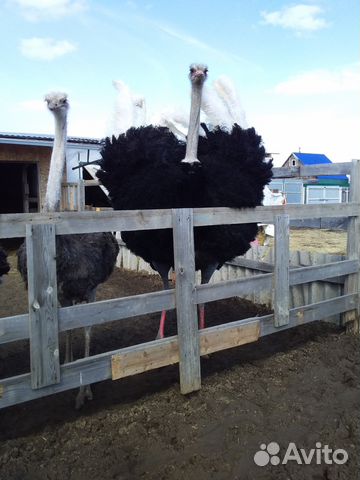 Молодняк Черного Африканского Страуса