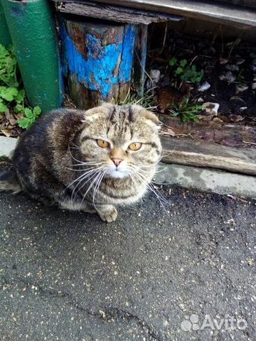 Котик милая мордашка в добрые руки