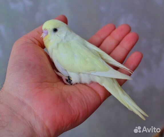 Волнистый попугай, самец, получех, полукровка