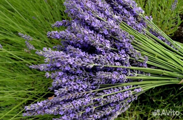 Пчело пакеты