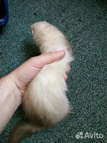 Хорёк в добрые руки