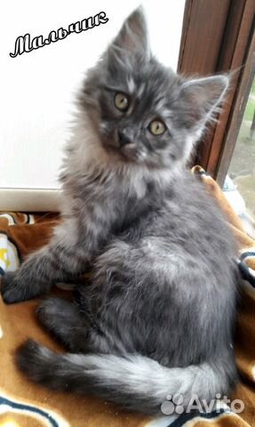 Котенок метис мейн-кун и лесной норвежской мальчик