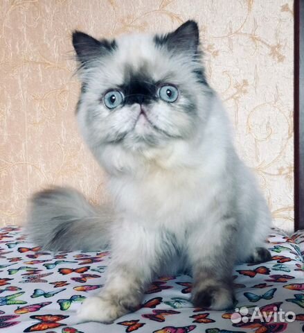 Персидская (голубоглазая гималайская девочка)