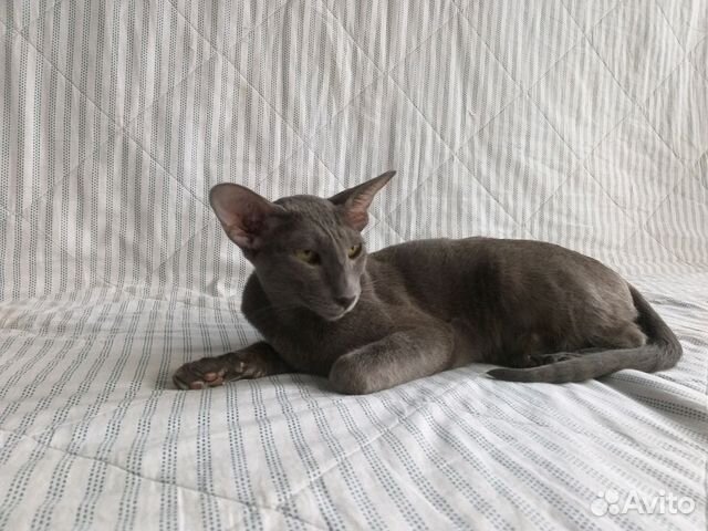 Ориентальная кошечка