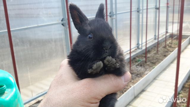 Кролики "Советское серебро"