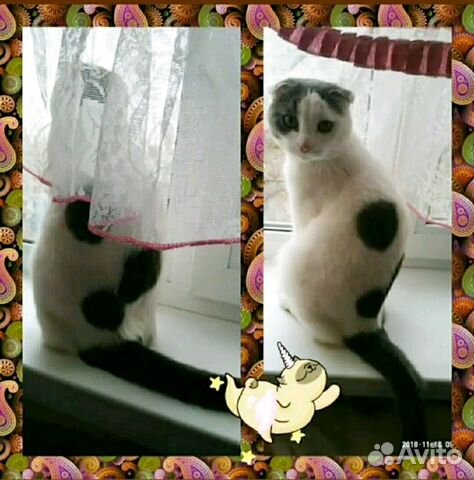 Шотландская