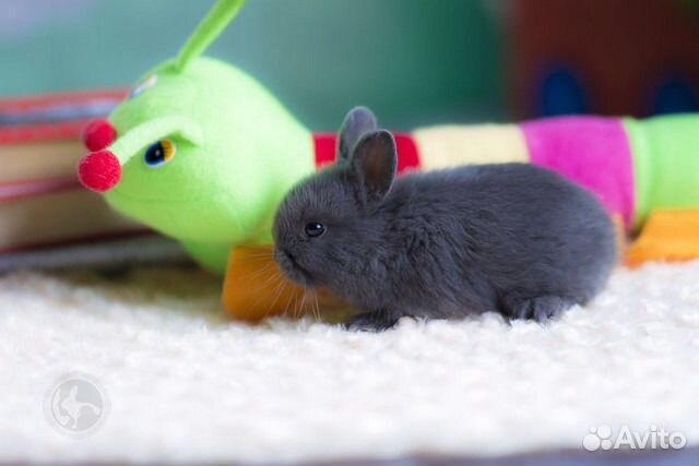 Цветной карликовый крольчонок голубого окраса