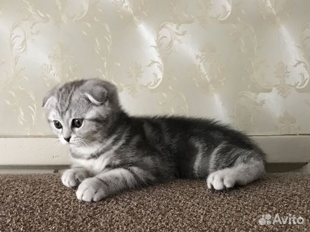 Замурчательные плюшки с документами