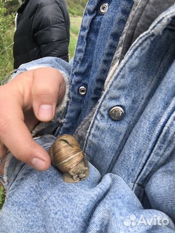 Улитки виноградные