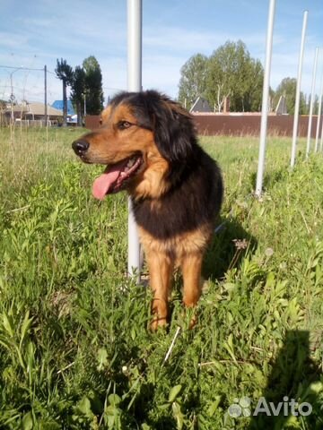 Ищет дом метис сеттера Билли