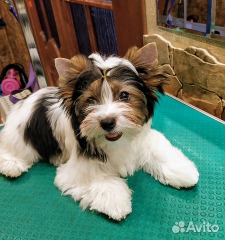 Очаровательная малышка бивера