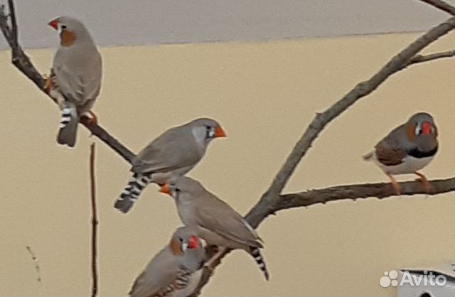 Продам декоративных птиц