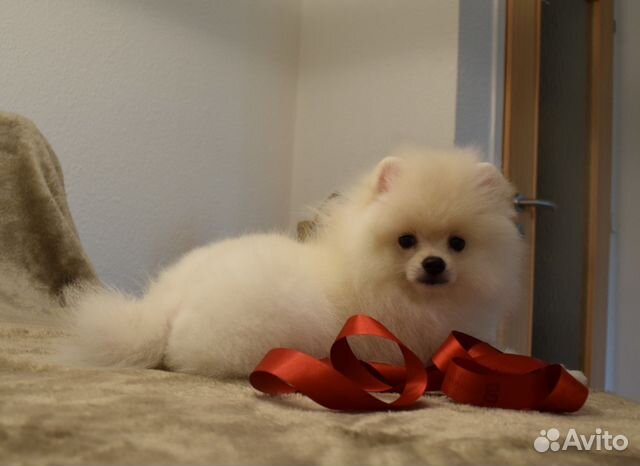 Померанский шпиц айс крем девочка №3