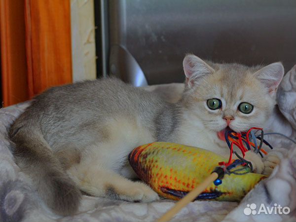 Арамис - голубой золотой котик