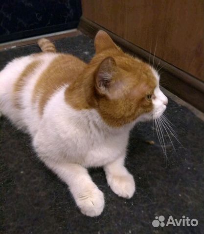 Котик в добрые руки