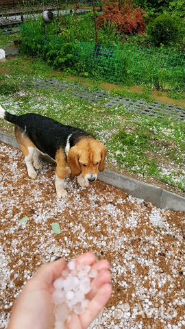 Продаю щенка для охоты или охраны